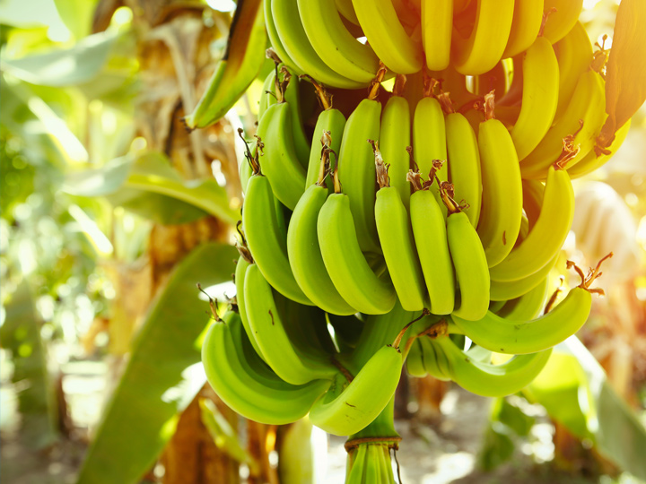 Impact du chlordécone et paraquat : M. Bruno Ferreira, dg de la ...